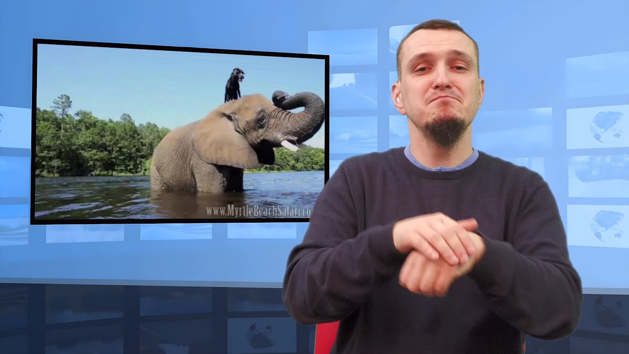 Słoń i pies są największymi przyjaciółmi :)